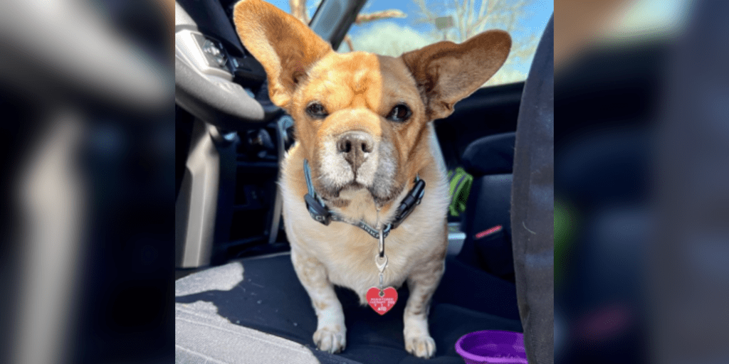 Local Rescue Dog & Homeless Animal Advocate Peanut Will Be Reno’s Mayor ...