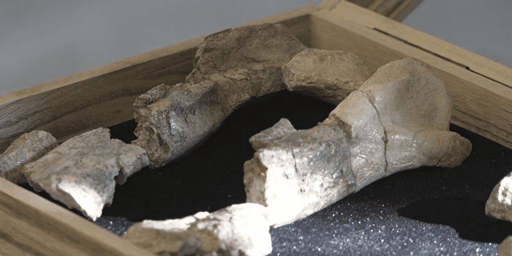 Local Paleontologist Discovers New Dinosaur Species - Nevada Globe