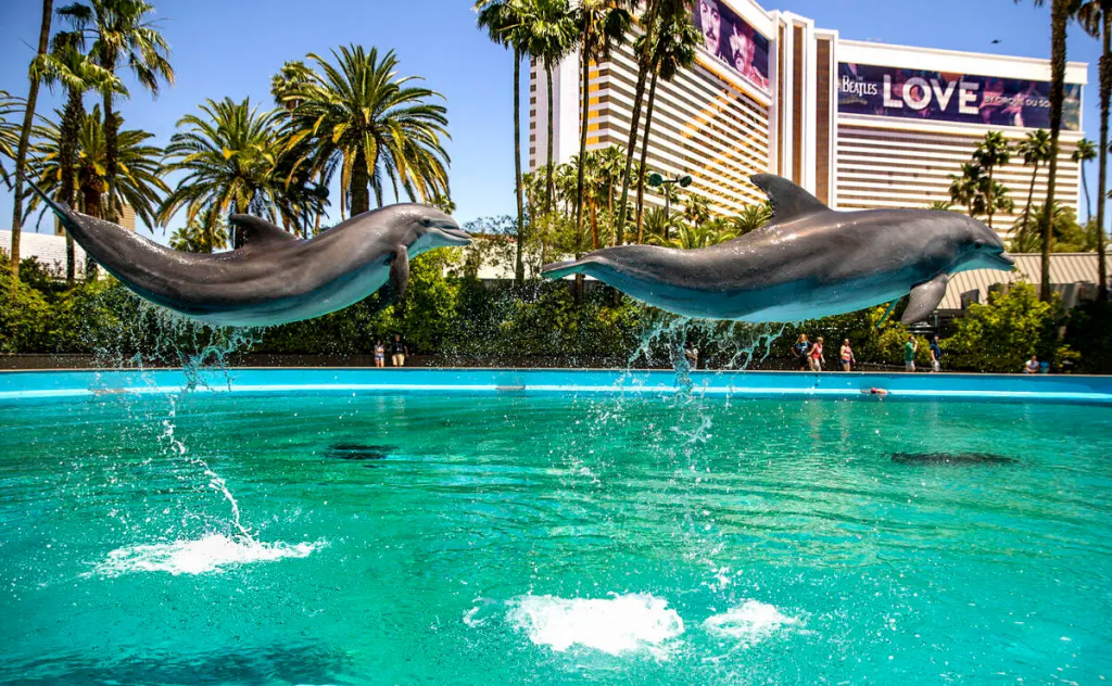 The Mirage's Last Three Atlantic Bottlenose Dolphins Find New Home ...