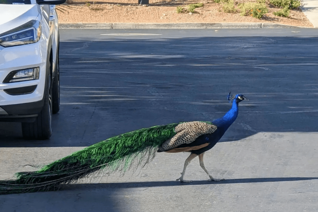 PETA Offers Reward for Information on Pet Peacock's Killing in Las ...