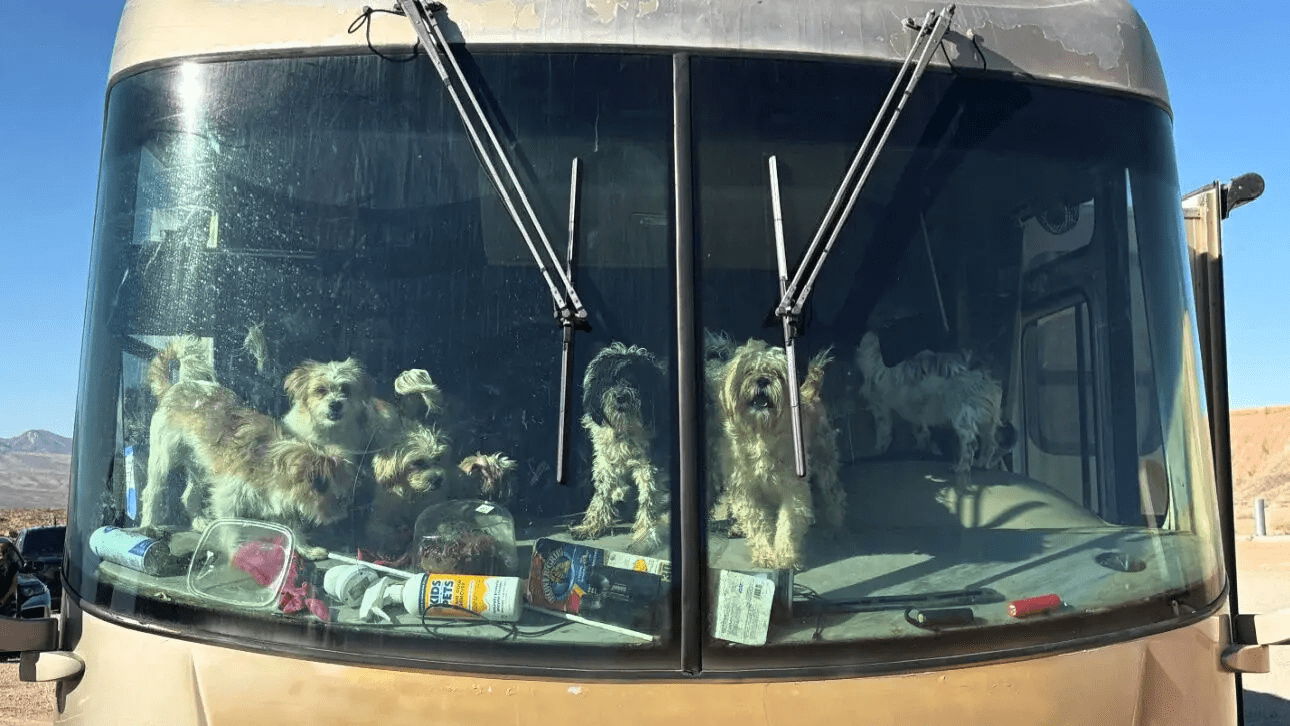Over 100 Dogs Rescued from Crammed RV in Mesquite as Suspects Face ...